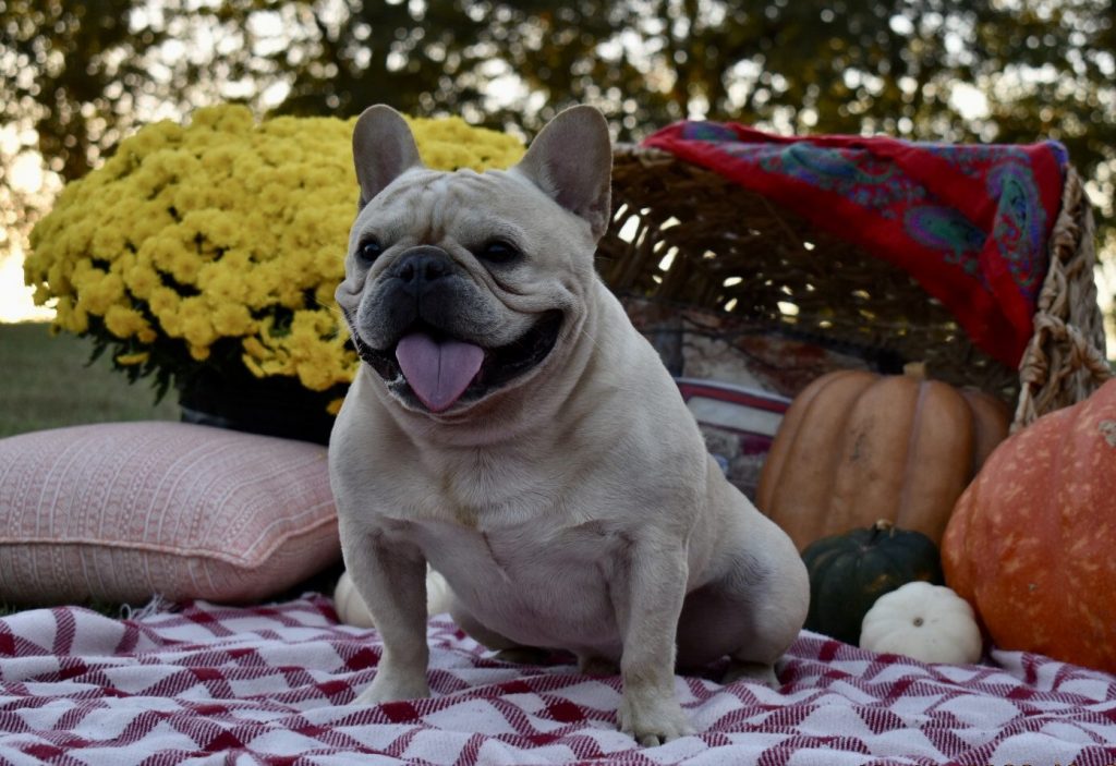 Zeus – Heart Full of Frenchies