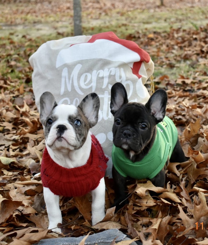 Gallery – Heart Full of Frenchies