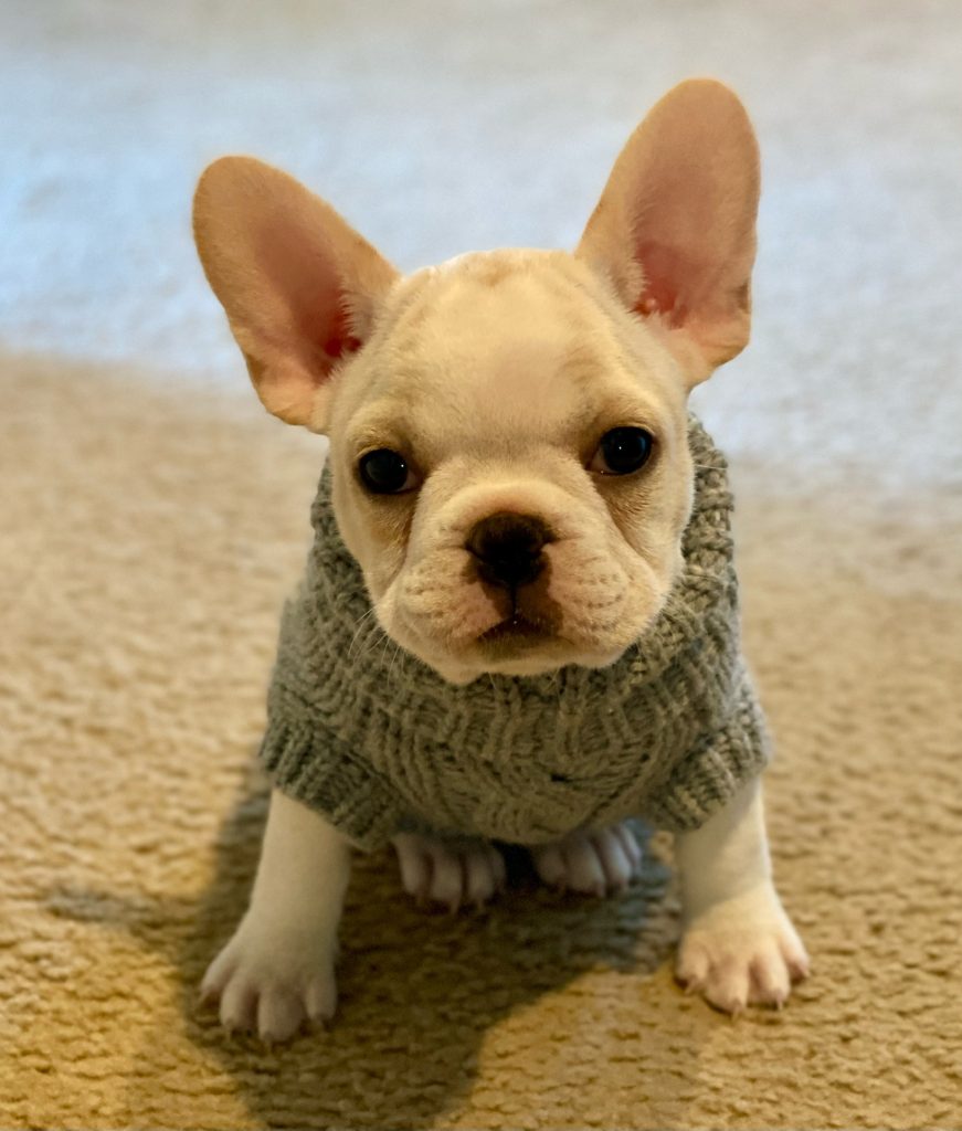 Gallery – Heart Full of Frenchies