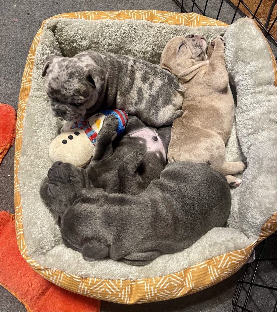Gallery – Heart Full of Frenchies